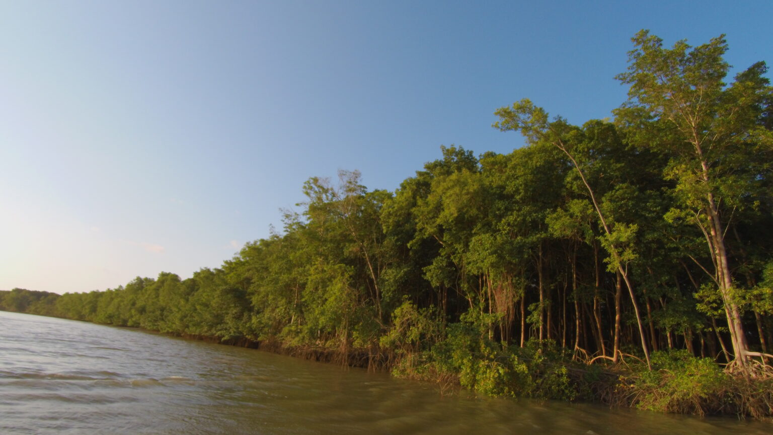 Are we taking care of the Amazon mangroves?