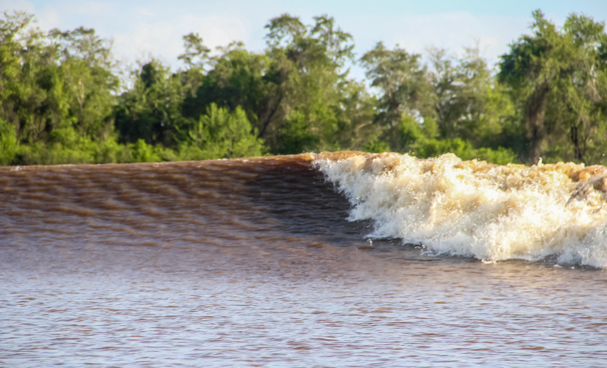 Pororoca: A onda que transforma rios e ecossistemas na Amazônia